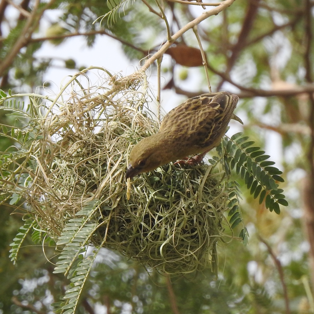 Rüppell's Weaver from As Saadah, Riyadh Saudi Arabia on April 10, 2022 ...