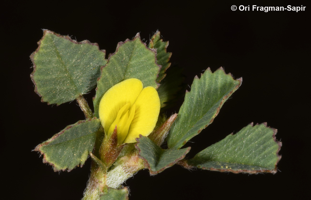 Medicago radiata from Iel, Ma`an, Jordan on April 05, 2022 at 11:21 AM ...
