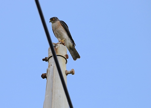 Subspecies Accipiter gularis iwasakii · iNaturalist