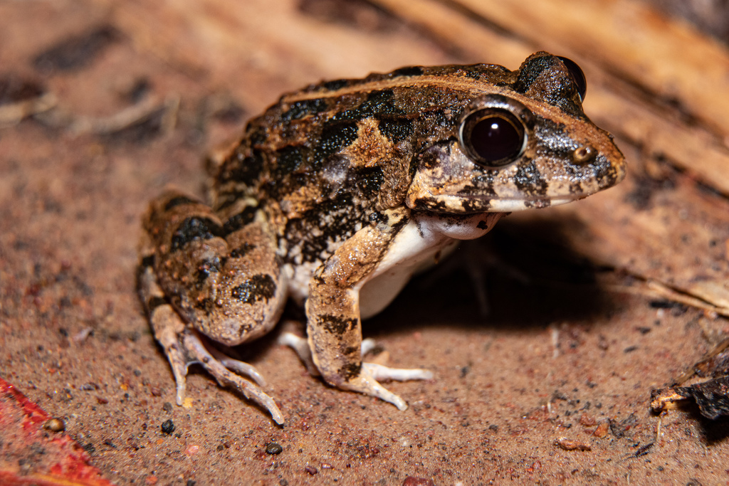 Paddy Field Frog from ตำบล คลองตะเกรา อำเภอท่าตะเกียบ ฉะเชิงเทรา 24160 ...