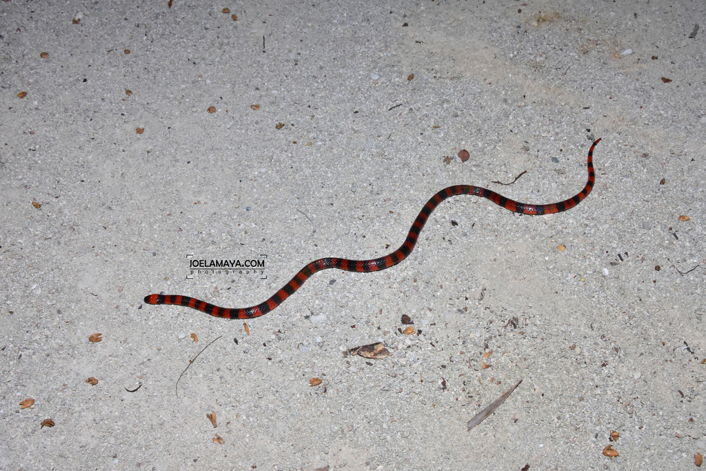 Roatán Coralsnake (Micrurus ruatanus) - Snakes and Lizards