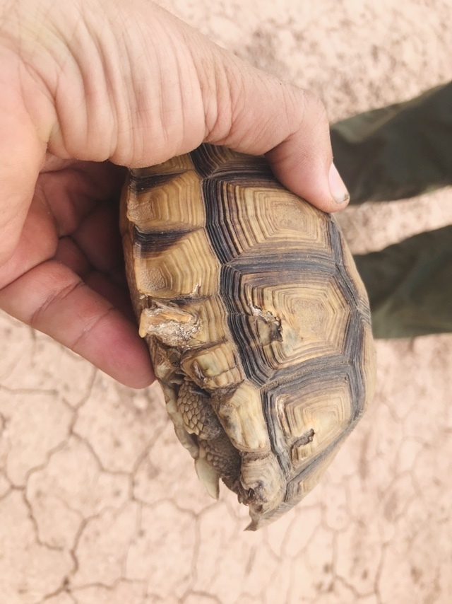 Chaco Tortoise in March 2022 by Jose Luis Tisone · iNaturalist