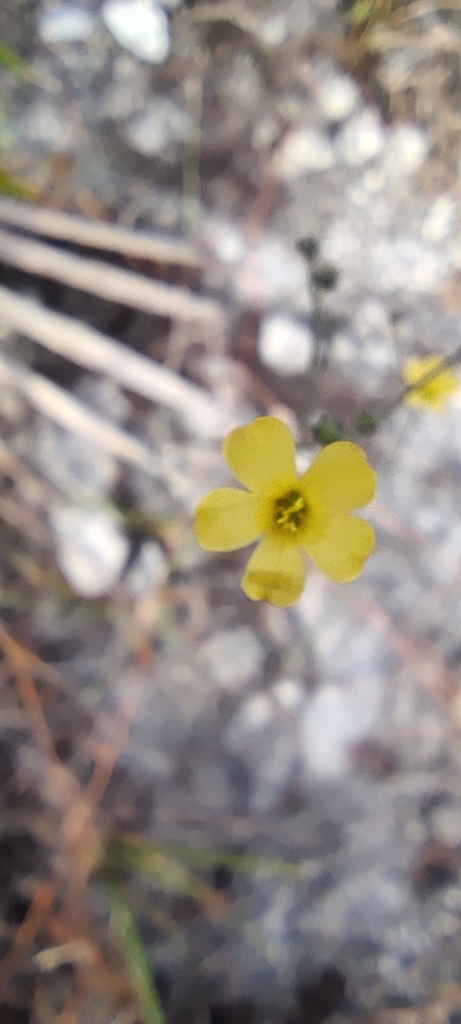 sand flax from Big Pine Key, FL 33043, USA on April 13, 2022 at 09:36 ...