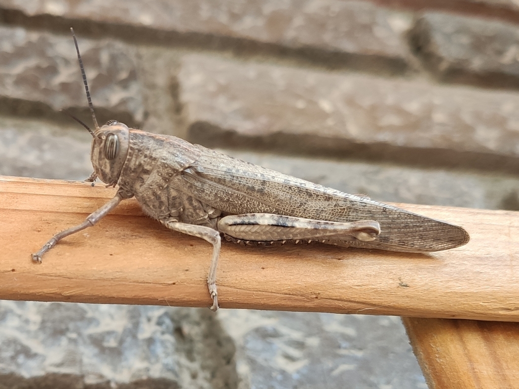 Egyptian Bird Grasshopper from San Vicente del Raspeig on April 14 ...