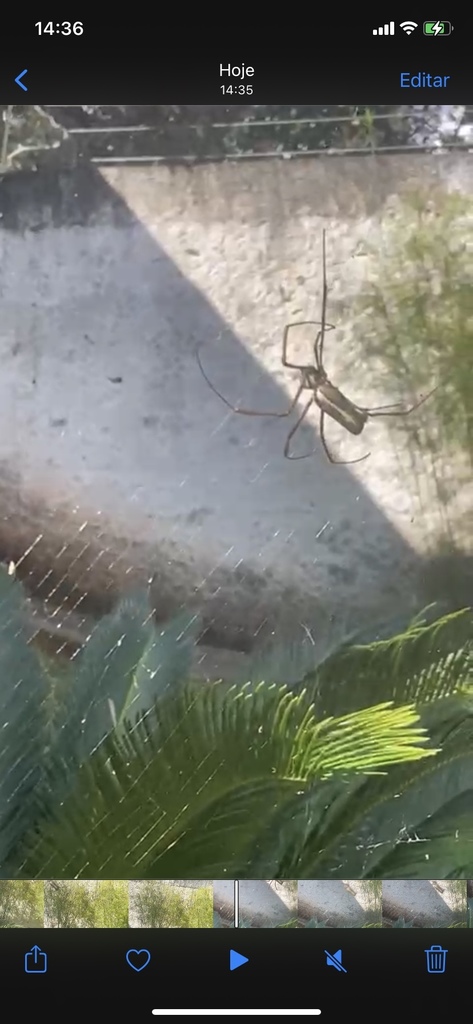 Golden Silk Spider from SMPW Quadra 3 Conjunto 7 lote 5, Brasília, DF ...