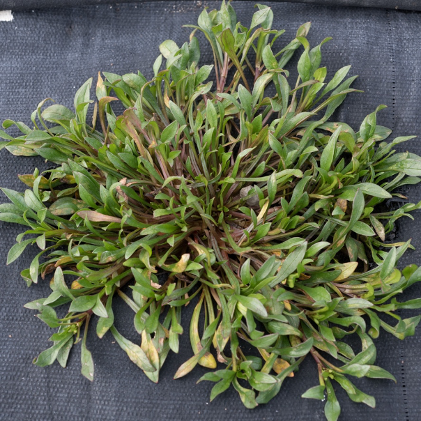 fringed redmaids (PNW Prairie species) · iNaturalist