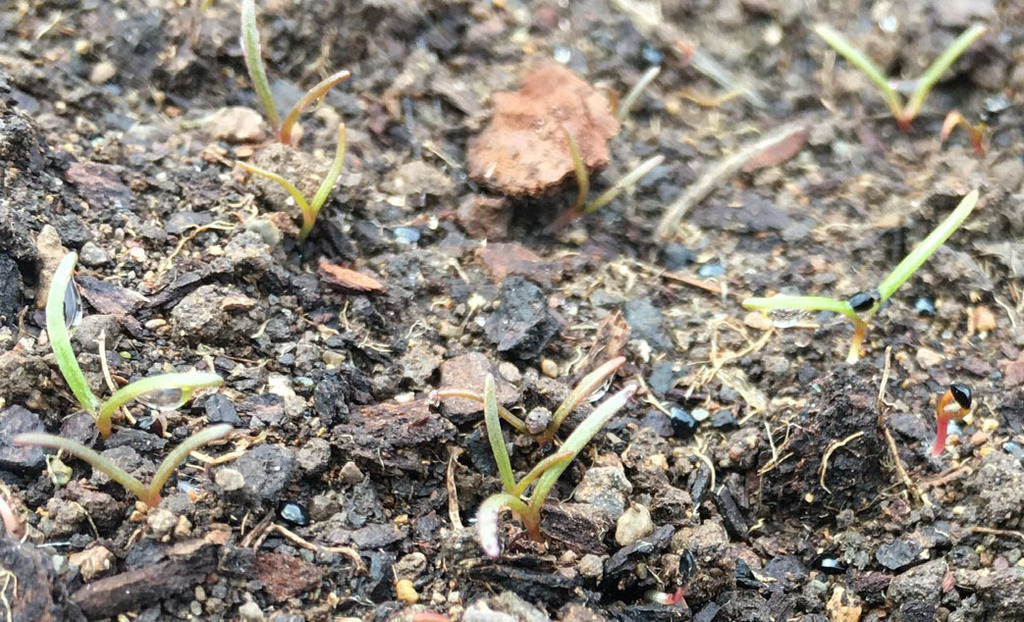 fringed redmaids (PNW Prairie species) · iNaturalist
