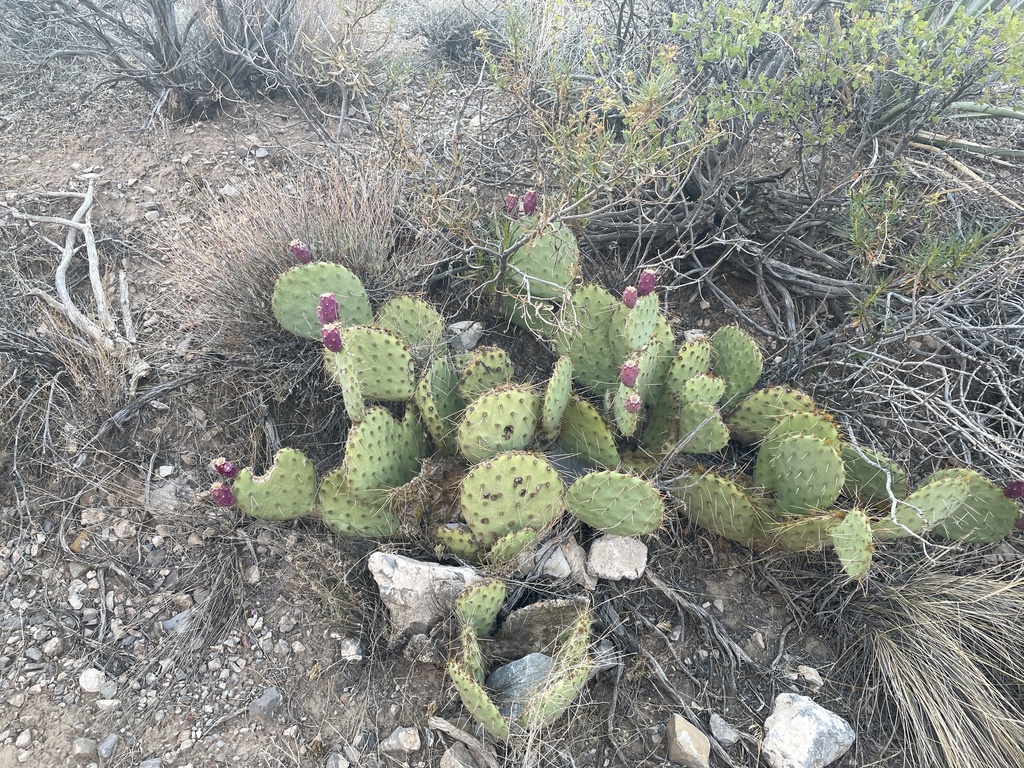 Prickly Pears from Red Rock Canyon National Conservation Area, Las ...