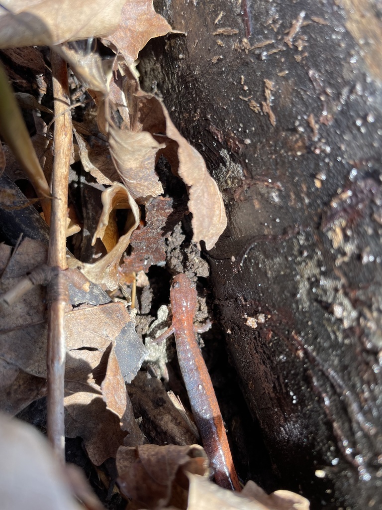 Eastern Red-backed Salamander from Sugarbush heritage park on April 14 ...
