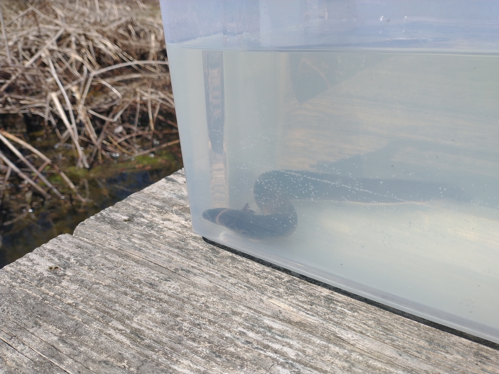 Western Lesser Siren in April 2022 by Adam Austin · iNaturalist