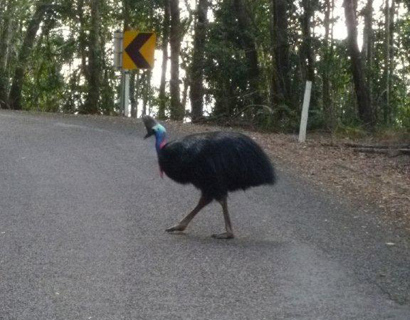 Southern Cassowary from Paluma, Wet Tropics WHA on September 18, 2012 ...