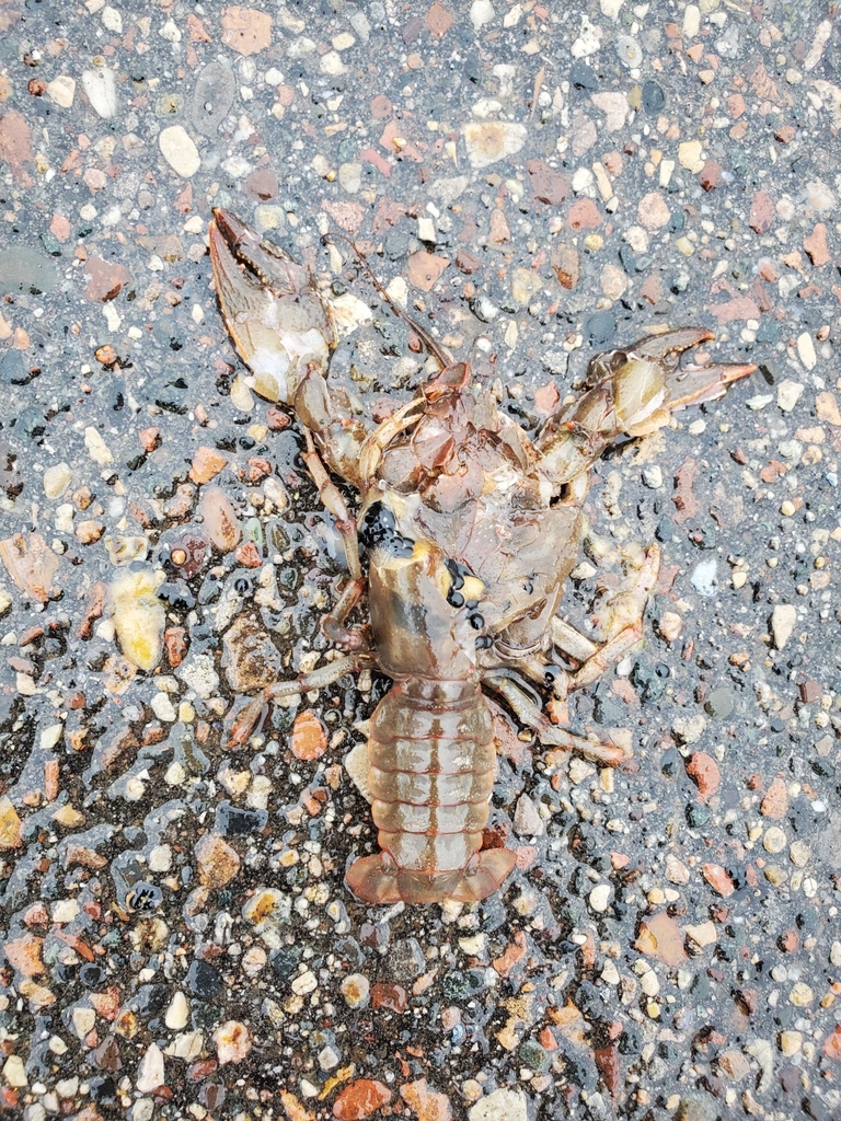 Great Plains Mudbug from Hopkins, MN 55345, USA on April 13, 2022 by ...