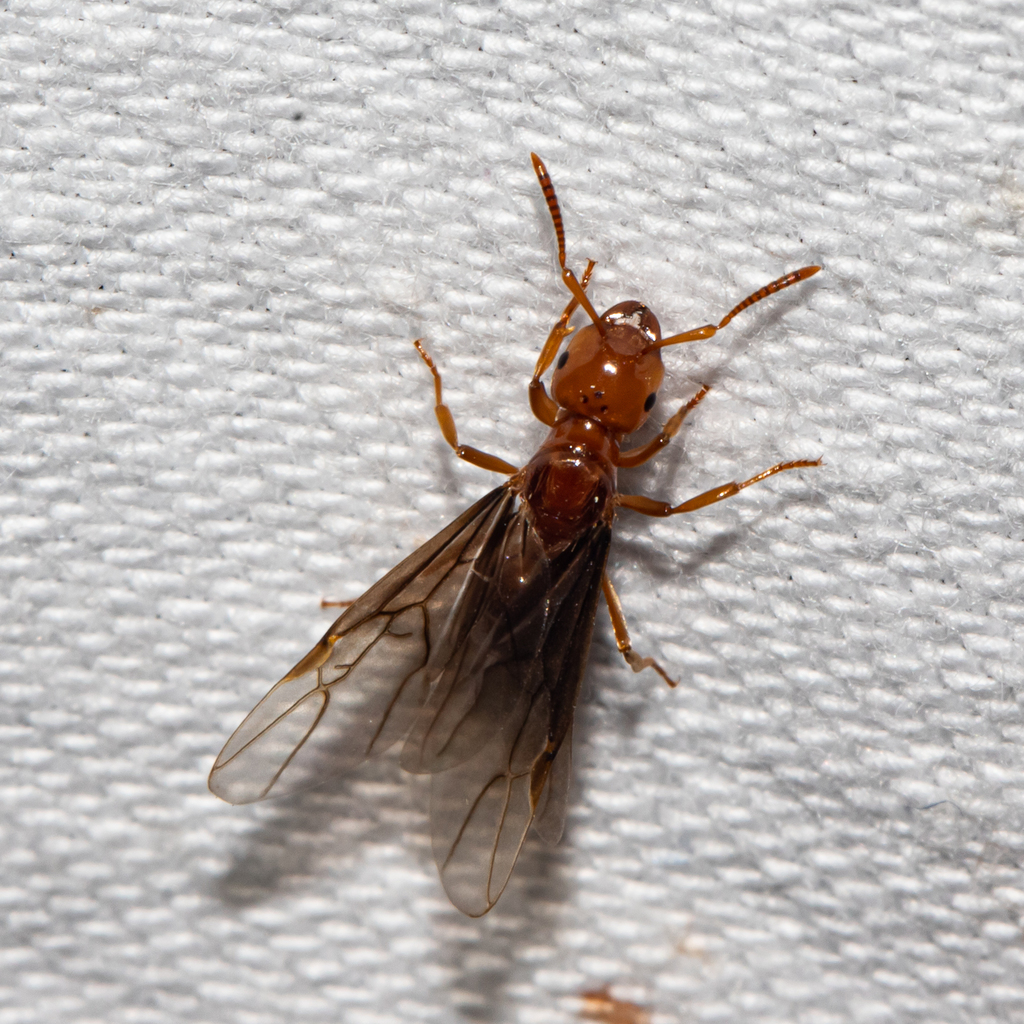 Larger Citronella Ant from Patuxent Research Refuge, Anne Arundel ...