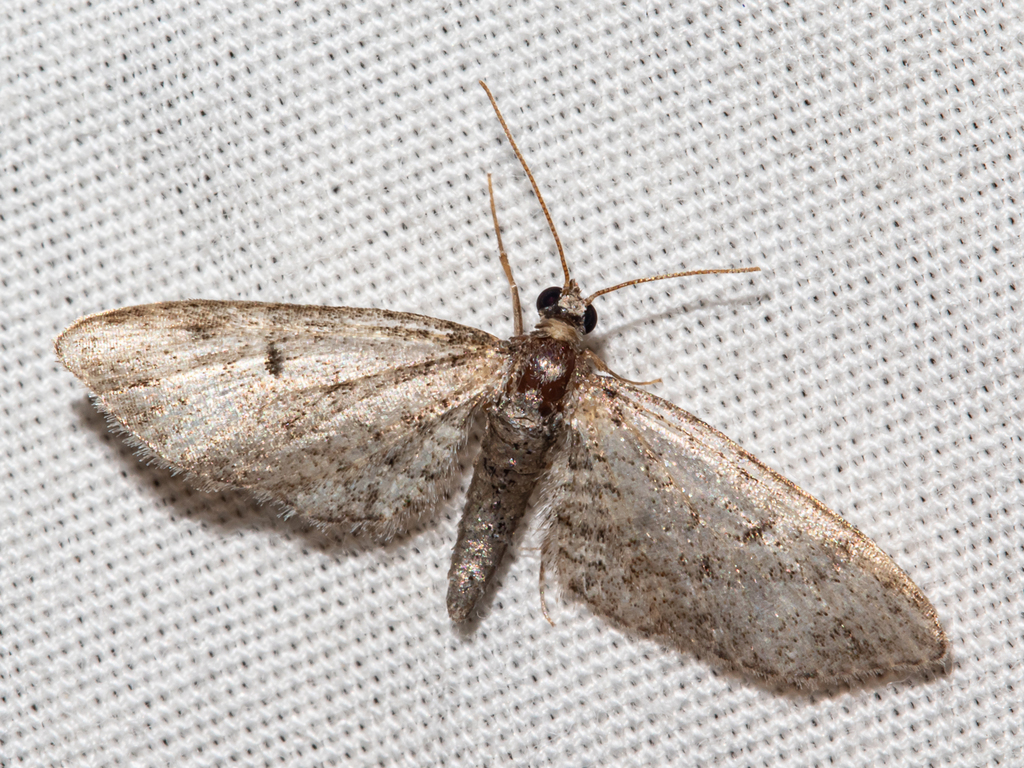 Pug Moths from Patuxent Research Refuge, Anne Arundel, Maryland, United ...