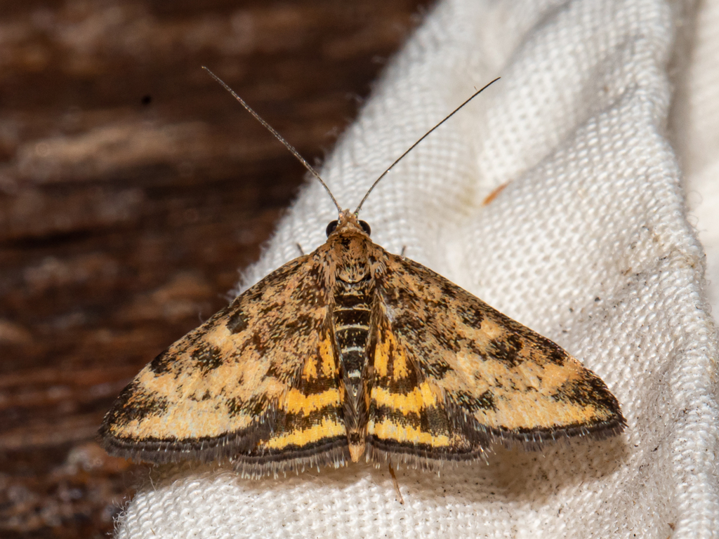 Mottled Pyrausta Moth from Patuxent Research Refuge, Anne Arundel ...