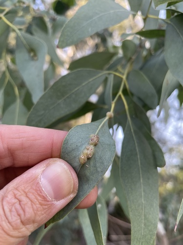 Eucalyptus Gall-forming Wasp (Epichrysocharis burwelli) · iNaturalist