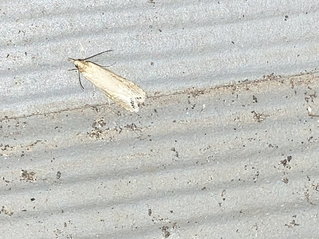 Belted Grass-veneer from Whitlock Dr, Lorena, TX, US on April 14, 2022 ...