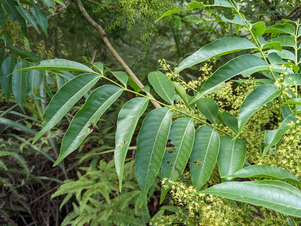 Japanese wax tree from 406台灣台中市北屯區台中市北屯區頭嵙 on April 15, 2022 at 11:47 ...