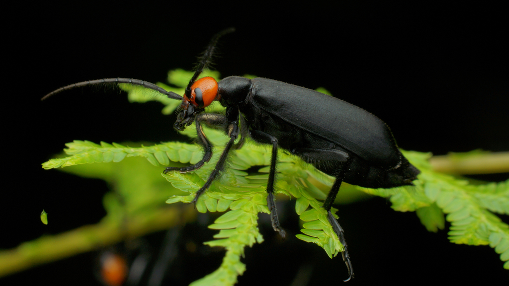 Burning Blister Beetles from Bentong on May 02, 2015 by Kean Leng Ang ...