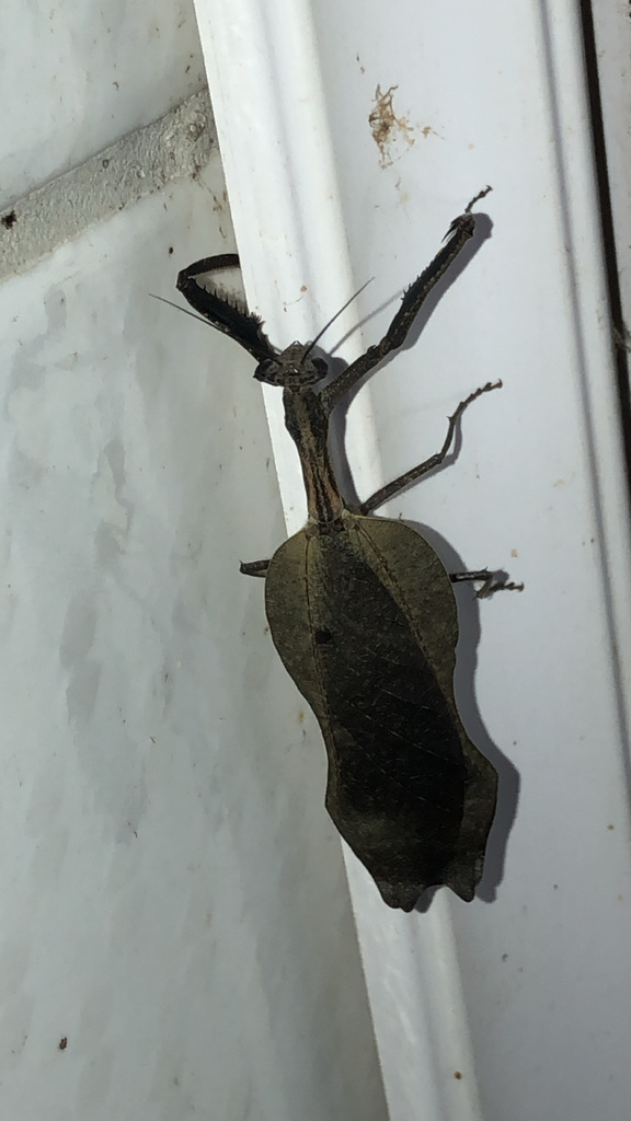 Acanthops from Ilha de Santa Catarina, Florianópolis, SC, BR on March ...