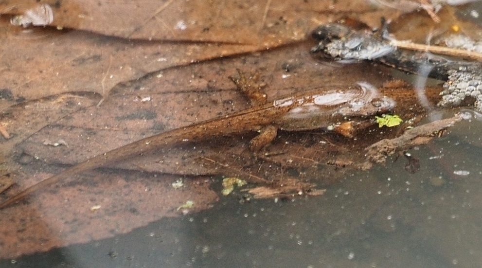Smooth Newt from Moscow, Russia, 127495 on April 15, 2022 at 01:58 PM ...