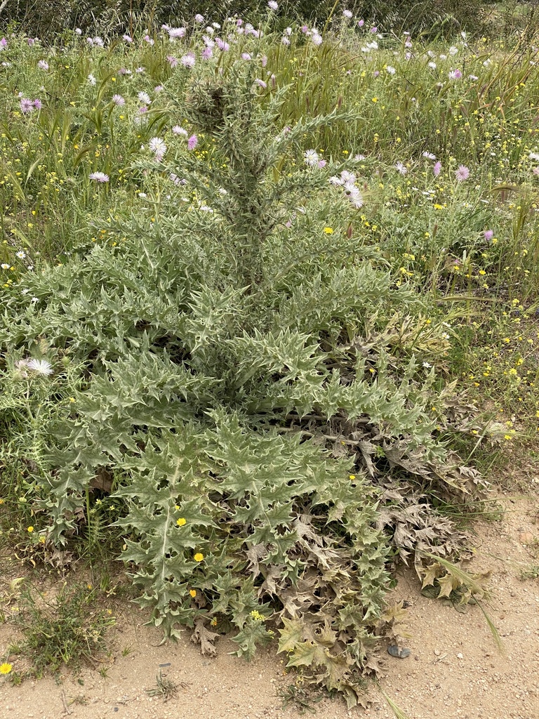 Illyrian thistle in April 2022 by A B · iNaturalist