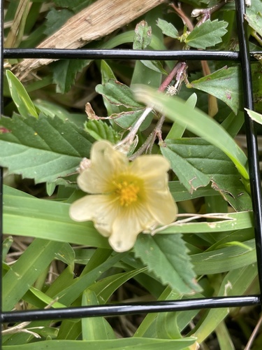 Common Fanpetals (Sida ulmifolia)