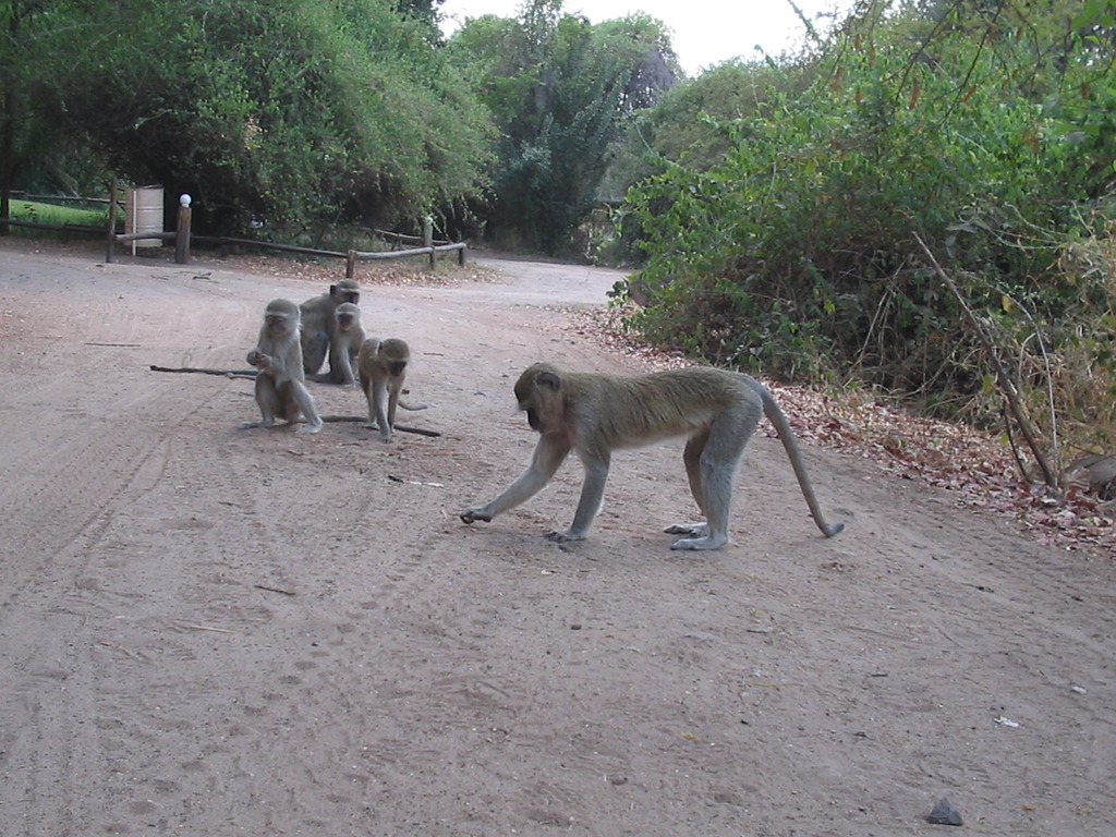 Malbrouck Monkey from chobe on October 20, 2005 by Thorhold Souilljee ...