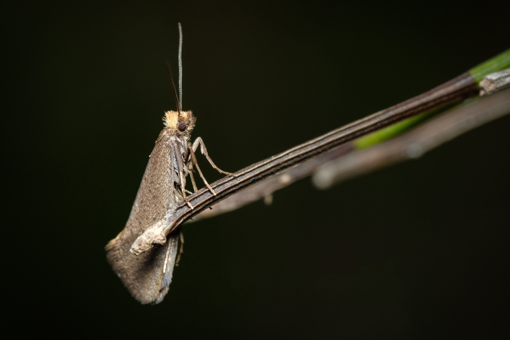 Butterflies and Moths from 8150, Portugal on April 07, 2022 at 06:56 AM ...