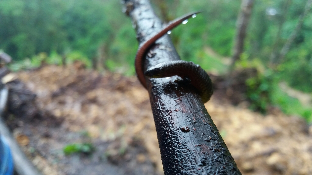 Shade Lizards from Santa Rosa, CO-CA, CO on April 4, 2018 at 12:59 PM ...