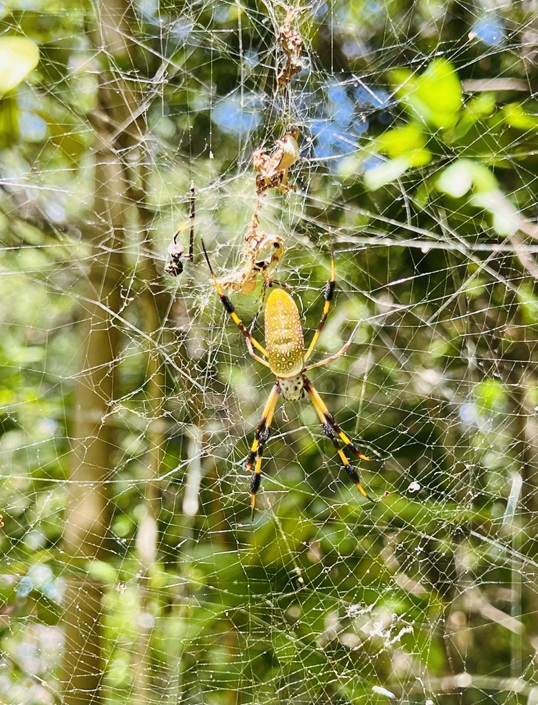 Golden Silk Spider from Florida State Parks, Hollywood, FL, US on April ...