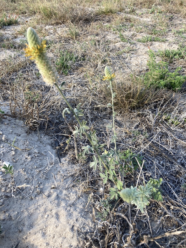 Golden Prairie Clover from US-281 S, Falfurrias, TX, US on April 15 ...