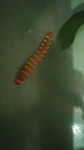 Phrixothrix hirtus · iNaturalist