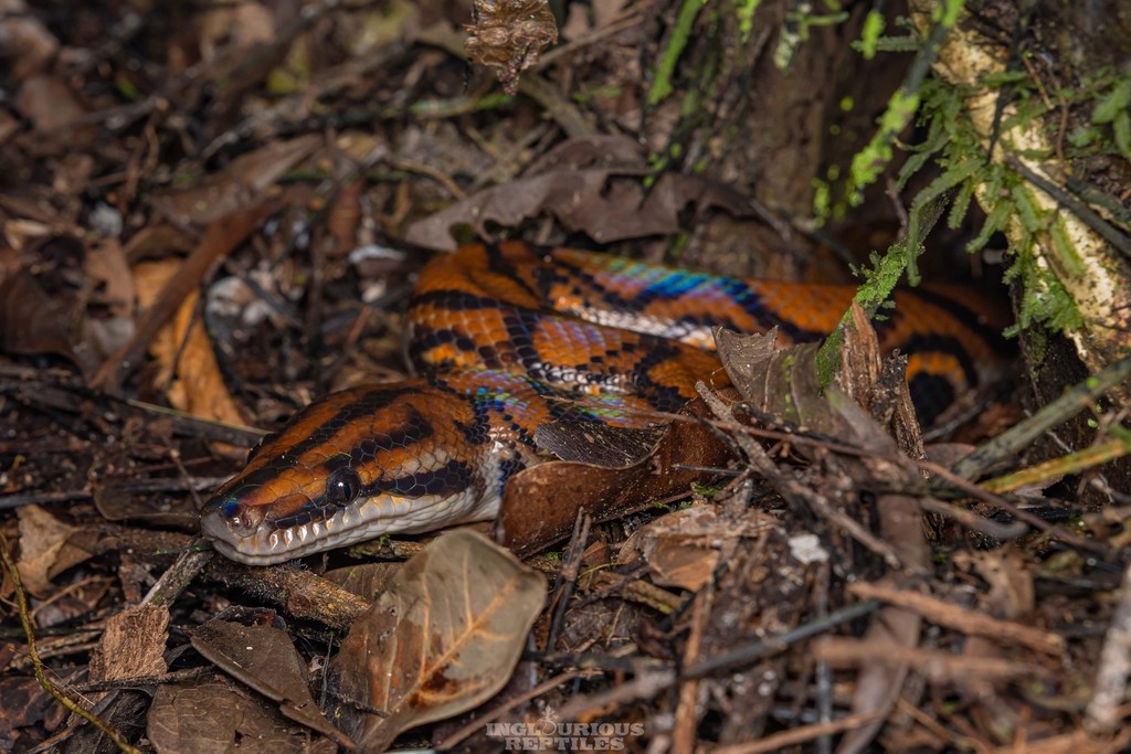Western Rainbow Boa in March 2022 by Artur Tomaszek · iNaturalist