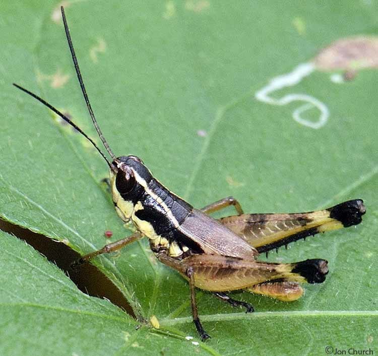 Boopedon dampfi from parque national huautlco on August 27, 2011 at 10: ...
