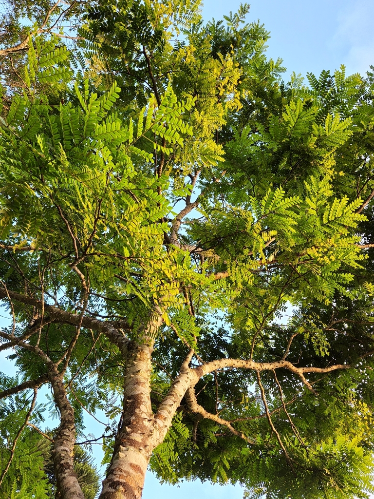 Pau-brasil in abril 2022 by Erika Hingst-Zaher · BioDiversity4All