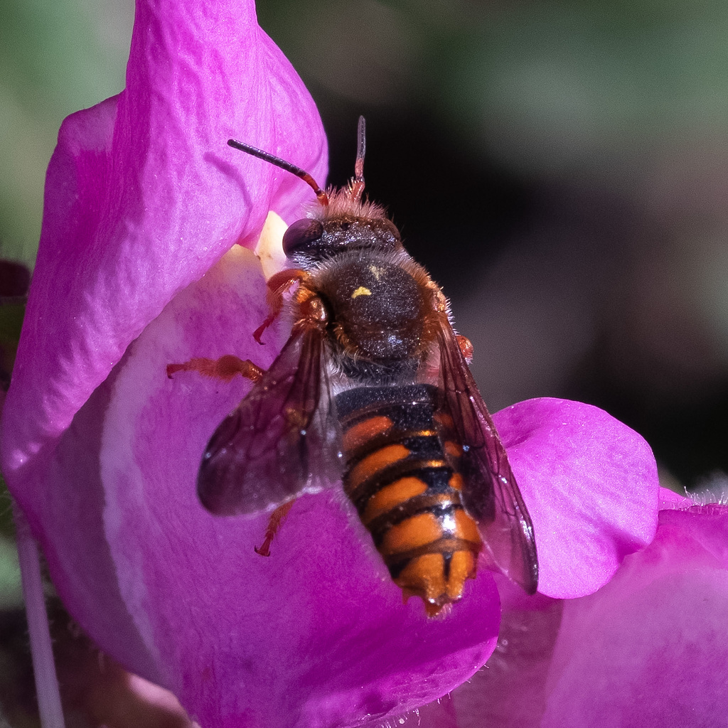 Spotted Red-Resin bee in April 2022 by Luís Cardoso · iNaturalist
