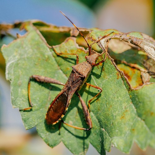 Riptortus Pedestris 20 The Bean Bug, Riptortus Pedestris, (A) And Its