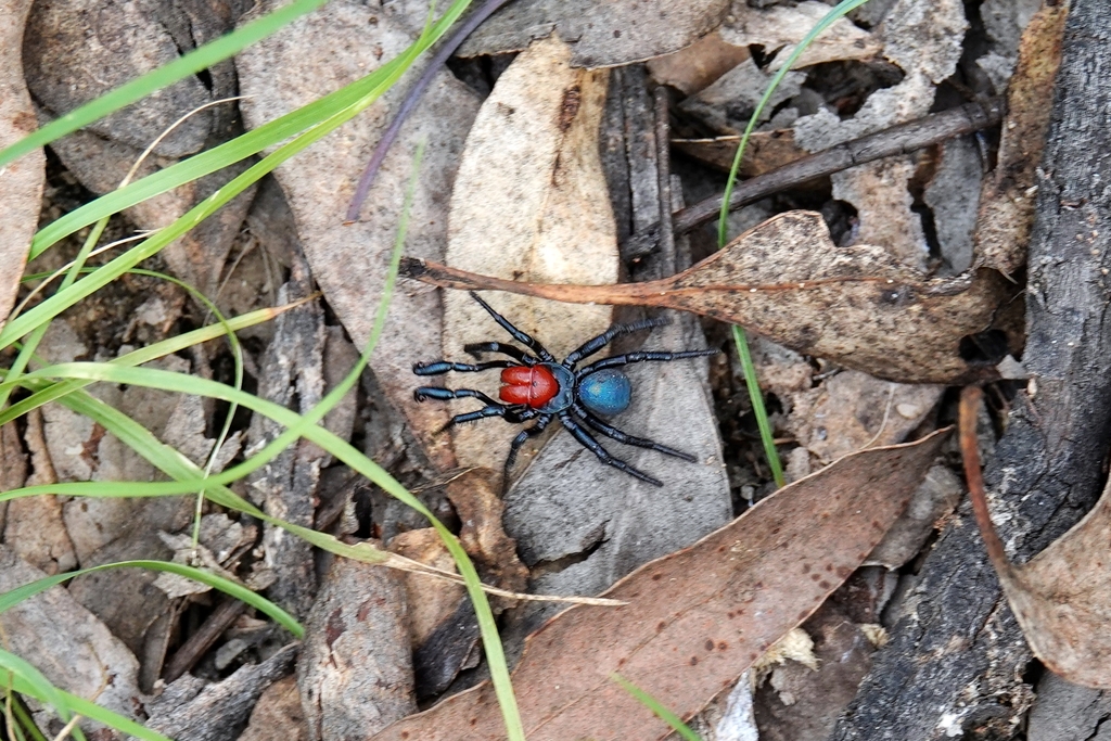 Red-headed Mouse Spider from Glen Davis NSW 2846, Australia on April 03 ...