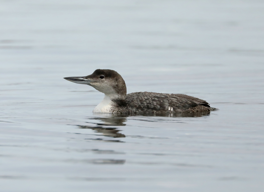 Common Loon from Vale of White Horse District, England, UK on April 14 ...