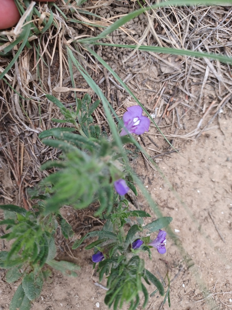 Texas Sage from Crowley, TX 76036, USA on April 16, 2022 at 10:32 AM by ...