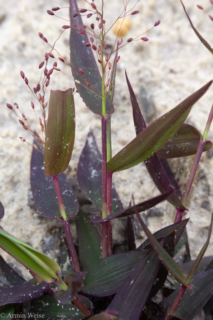 variable witchgrass from Kershaw, South Carolina, United States on ...