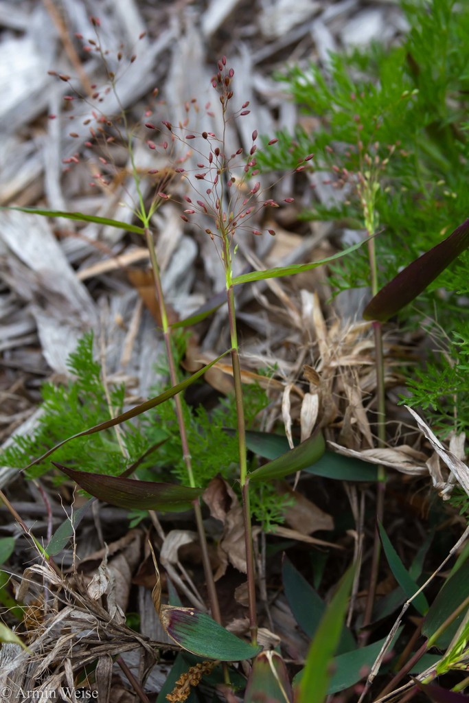variable witchgrass from Kershaw, South Carolina, United States on ...