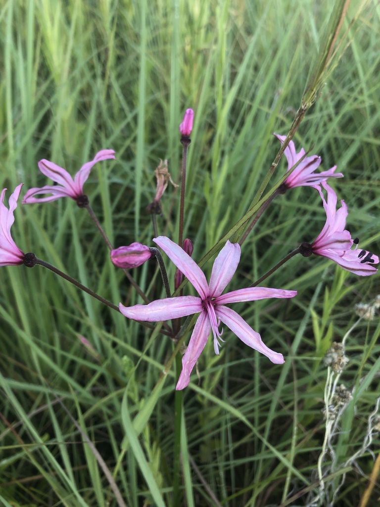 Nerine platypetala in February 2022 by Carel Fourie · iNaturalist