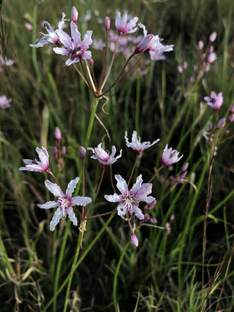 Fine Nerine in February 2022 by Carel Fourie · iNaturalist