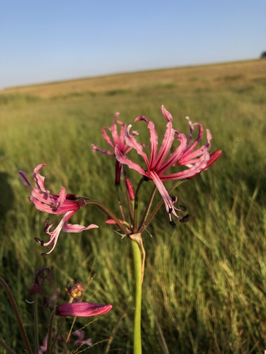 Ribbon Nerine (Nerine angustifolia) · iNaturalist United Kingdom