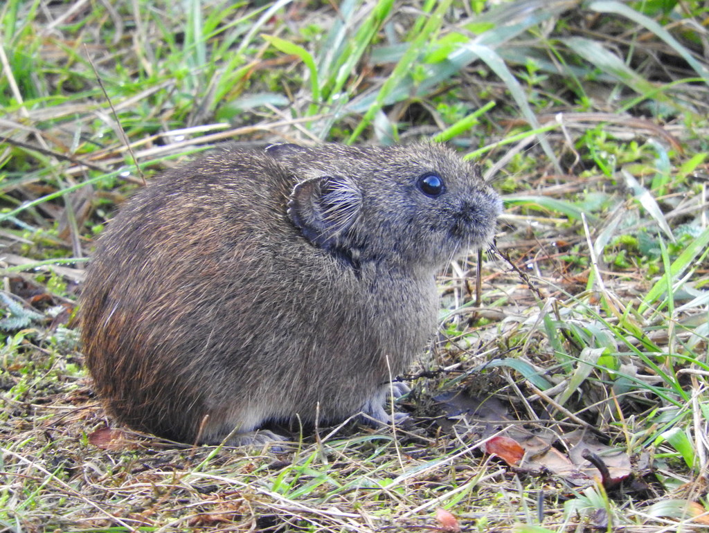 Sacred Pika from 8QR5+CQF, Sikkim 737131, India on April 14, 2022 at 07 ...