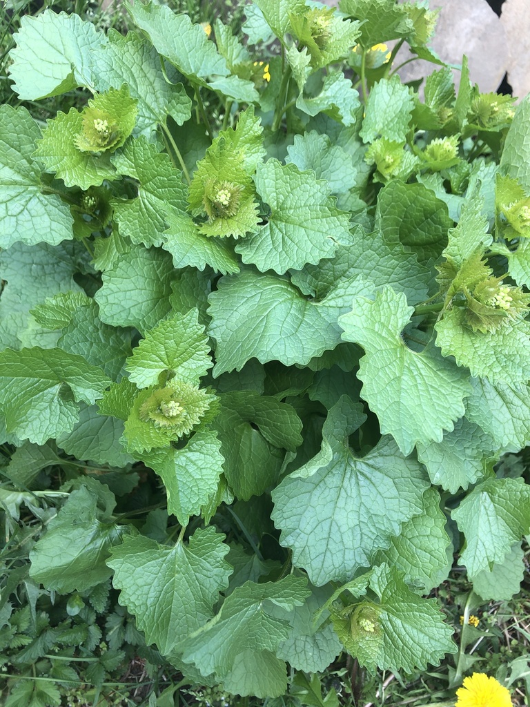 garlic mustard from Long Island, New York, NY, US on April 16, 2022 at ...