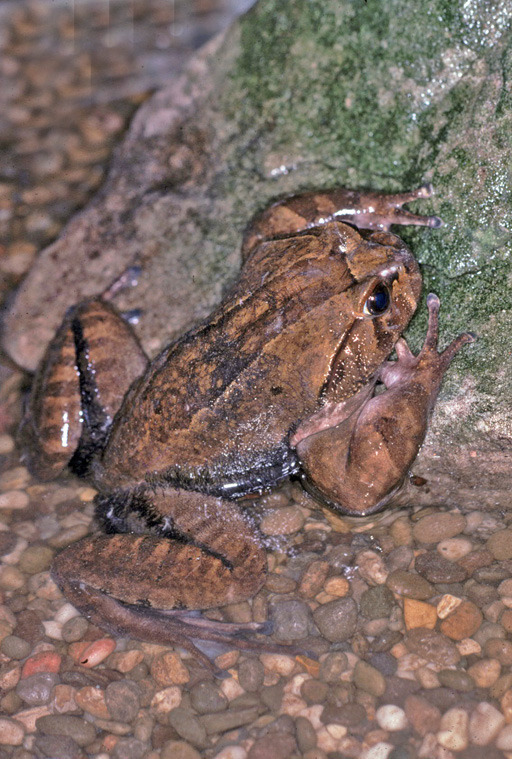 Hairy Frog from Houston, Texas on October 17, 1994 by Paul Freed. This ...