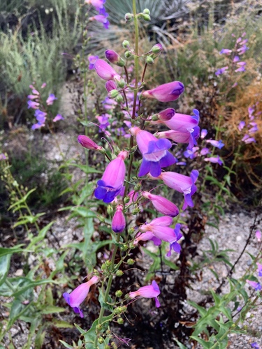 Observations by missywiener · iNaturalist